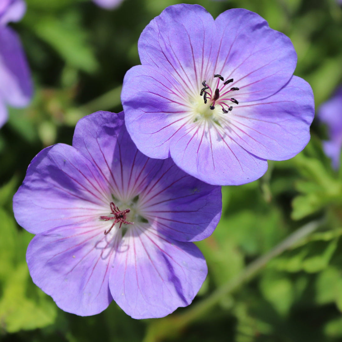 Geranium 'Rozanne' – Bojorrow Plants