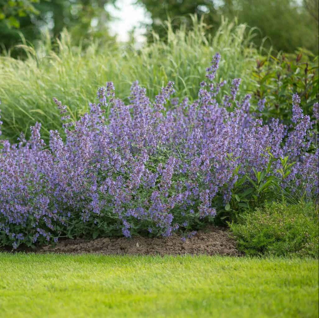 Nepeta racemosa Walker's Low, perennial, hardy – Bojorrow Plants