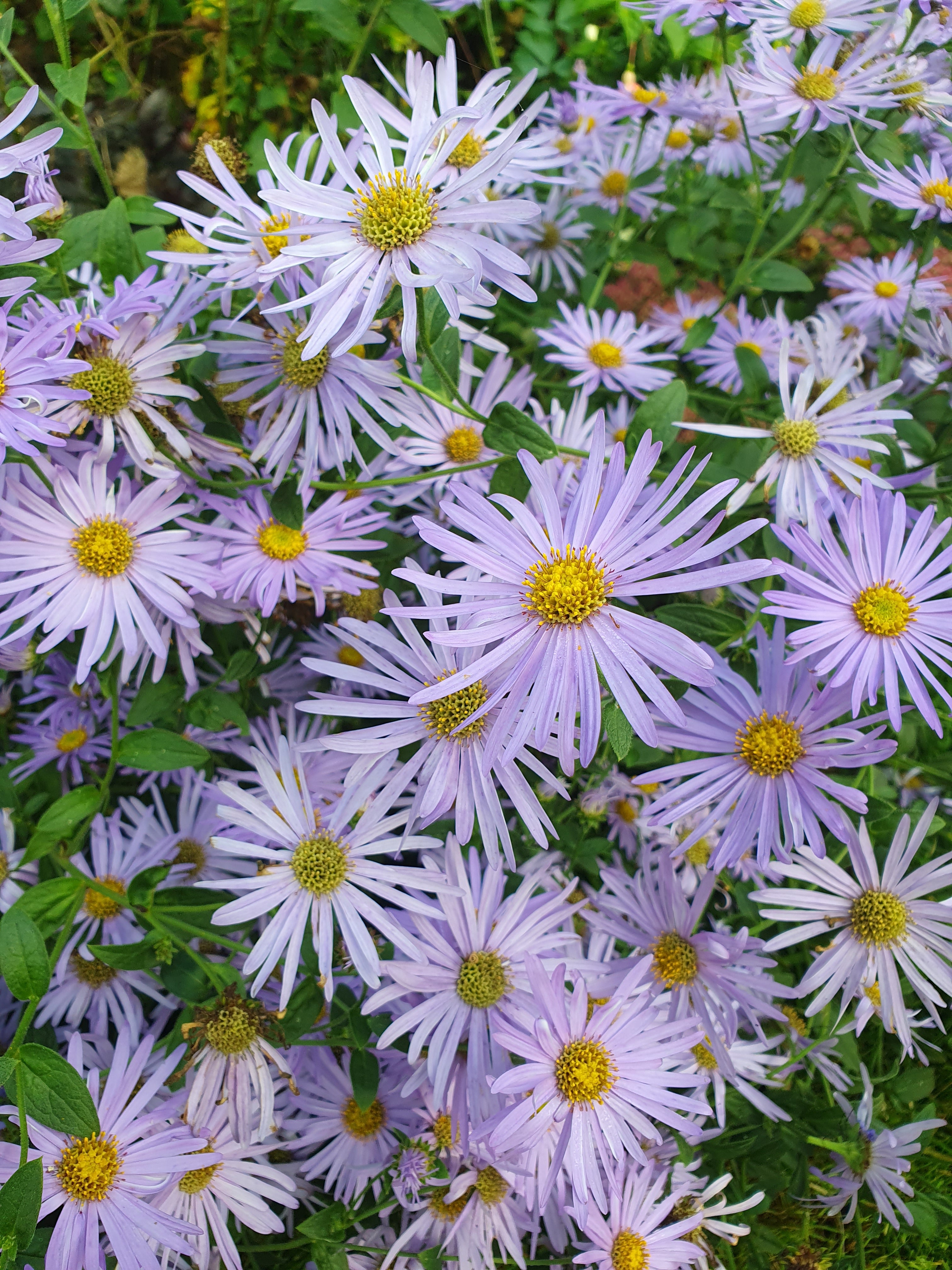 Aster x frikartii Monch, perennial, purple flower – Bojorrow Plants