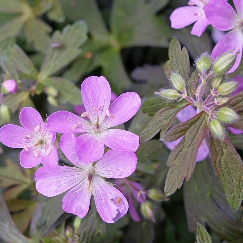 Geranium maculatum Espresso – Bojorrow Plants