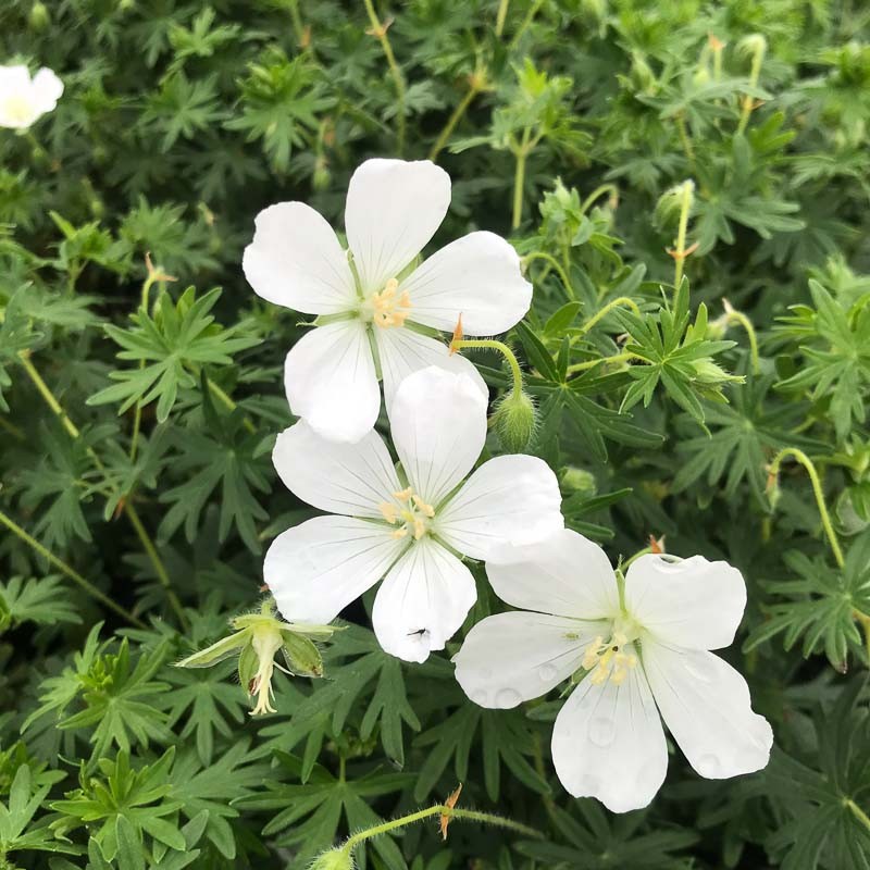 Geranium Sanguineum Album – Bojorrow Plants