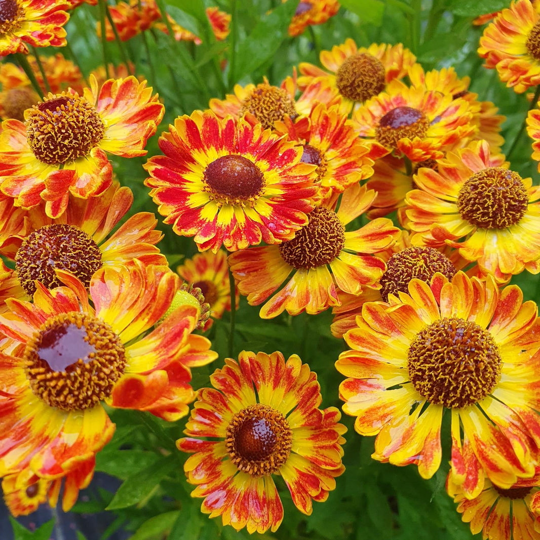Helenium – Bojorrow Plants