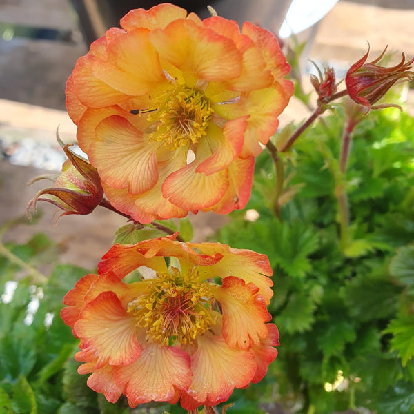 Geum Nonna-perennial-hardy-pollinator friendly – Bojorrow Plants