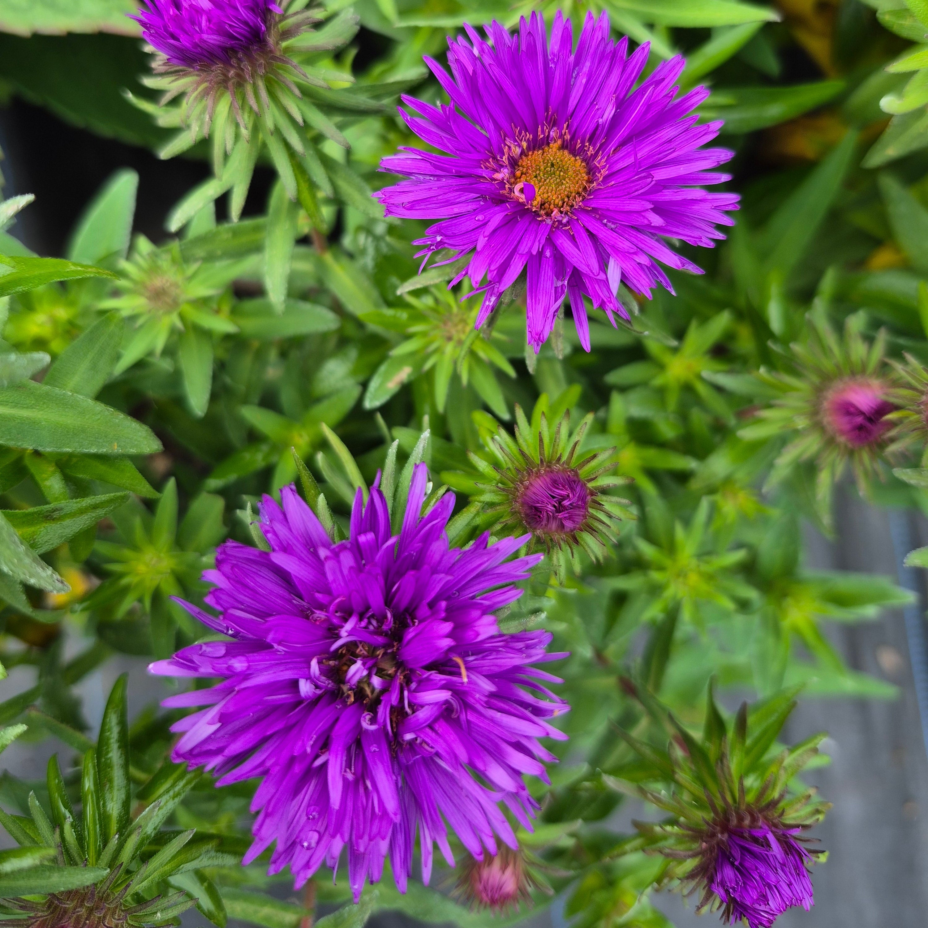 Aster novae-angliae, 'Purple dome' perennial, purple flower – Bojorrow ...